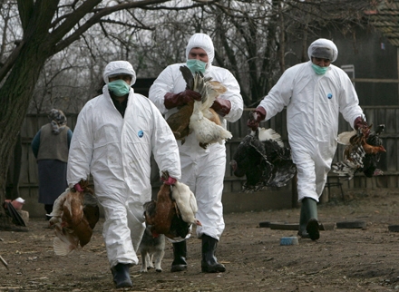 Gripa aviara, simptome boala, metode de prevenire | Blog de agricultura